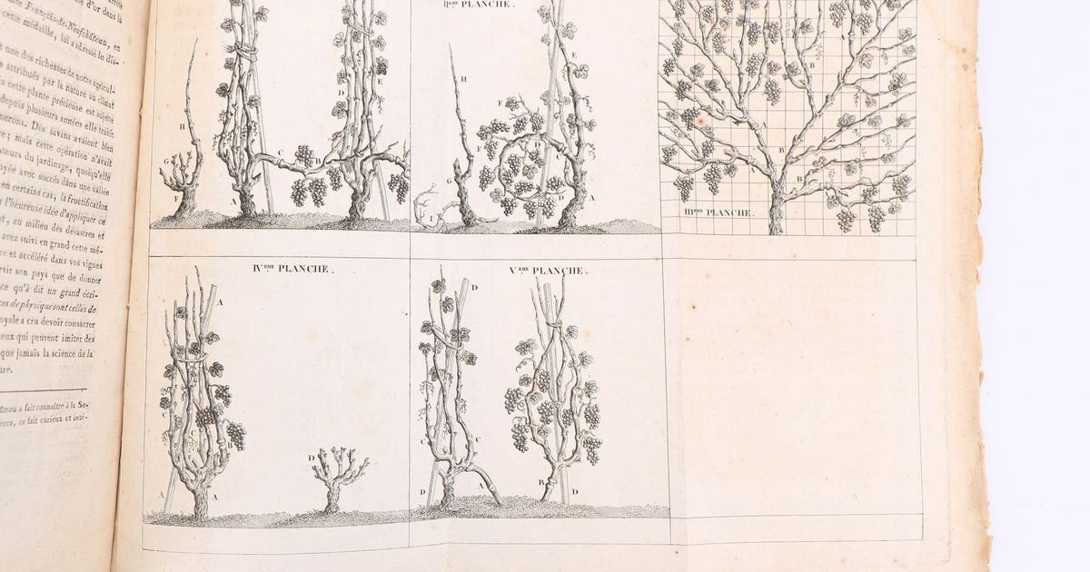 LAMBRY • [An Account of a Method Put into Practice to Prevent the Vine ...