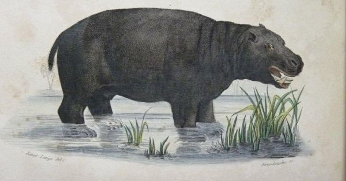 Georges-Louis Leclerc, comte de BUFFON • Oeuvres complètes de Buffon ...